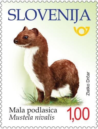 Dežela znamk - Mala podlasica